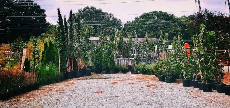 Perennial Nursery, Durham, NC | Deep Roots Natives