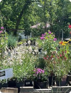 High-Quality Nursery Native Plants | Deep Roots Natives