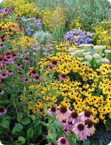 High-Quality Nursery Native Plants | Deep Roots Natives